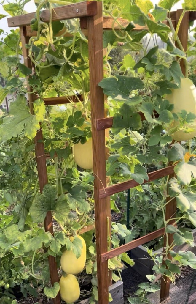How to Grow Squash on a Trellis: A Space-Saving Guide for Abundant ...